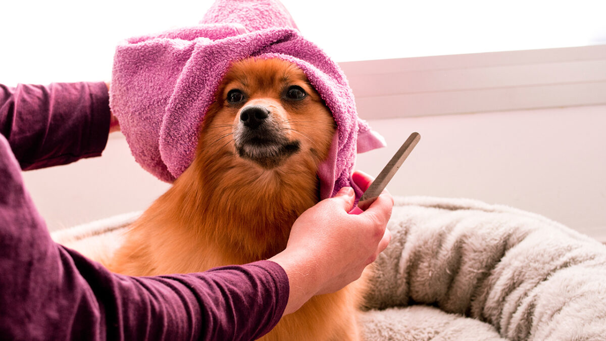 Ever Wondered Why Your Dog Sometimes Takes An Hour To Groom And